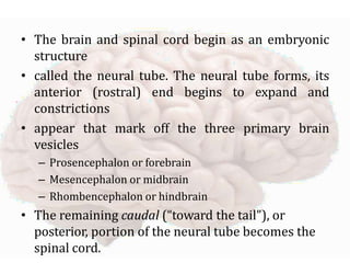 The Human Brain lectures Brain structures parts functions | PPTX