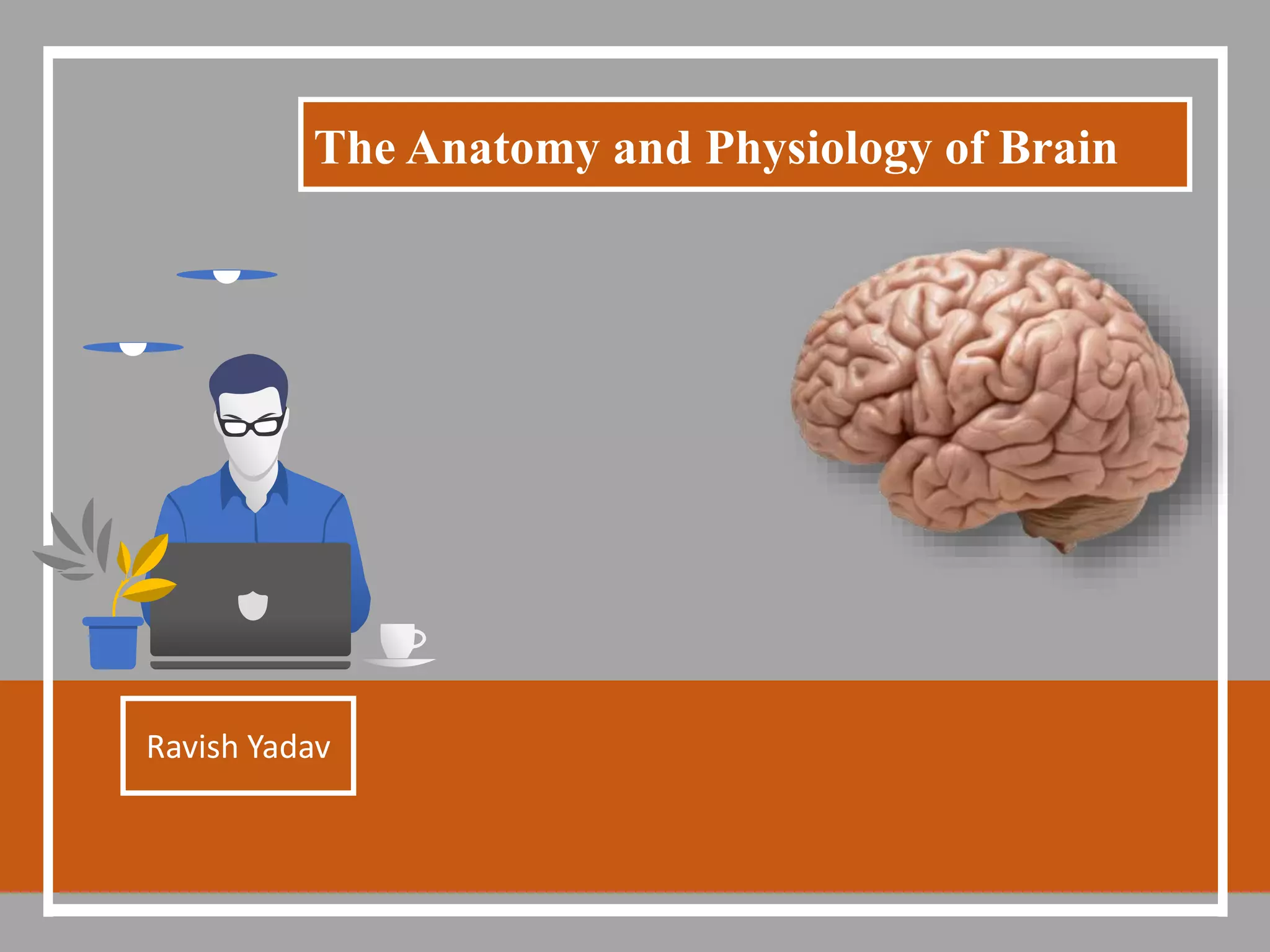 Anatomy and physiology of brain | PPTX