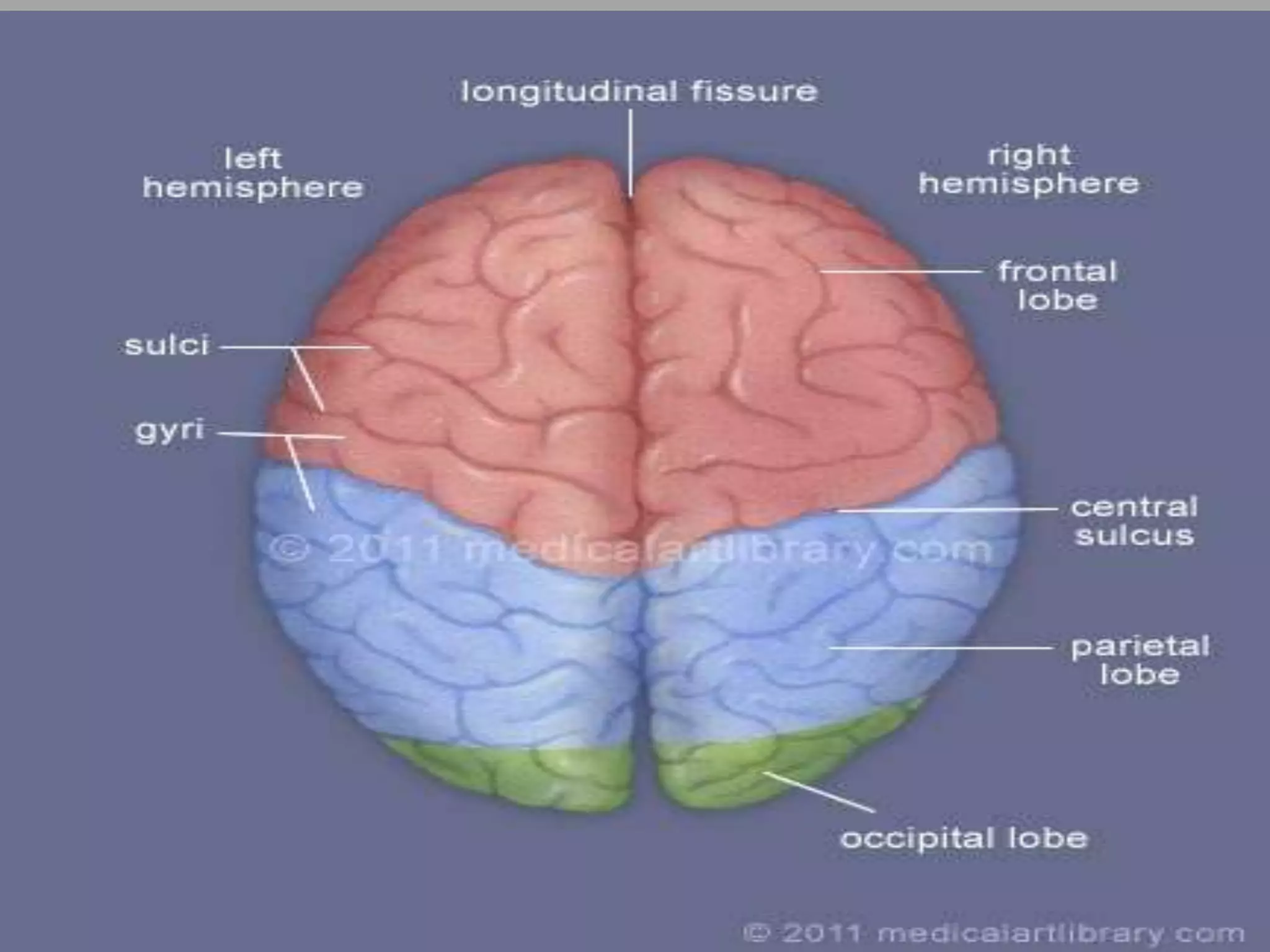 Anatomy and physiology of brain | PPTX