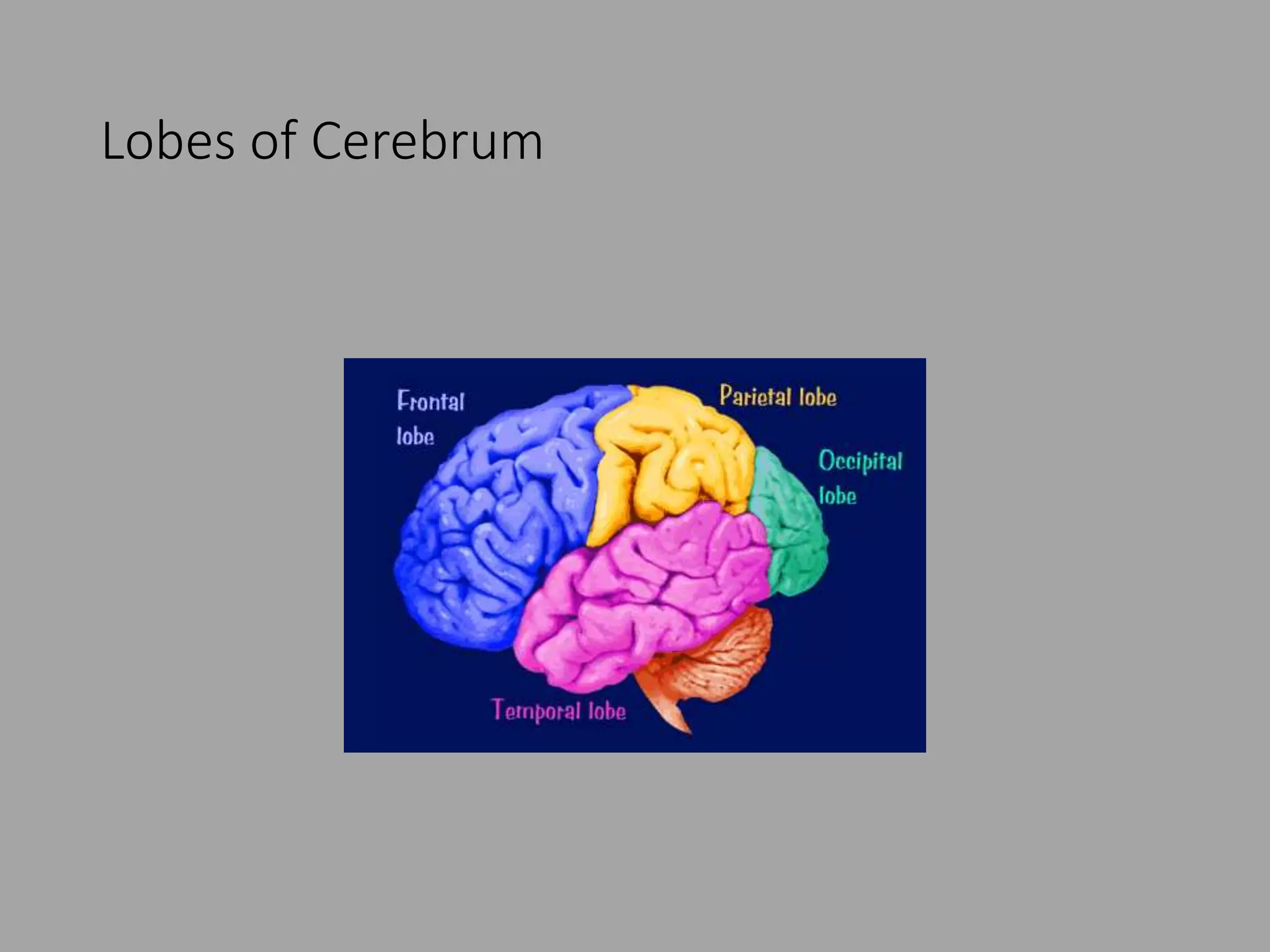 Anatomy and physiology of brain | PPTX