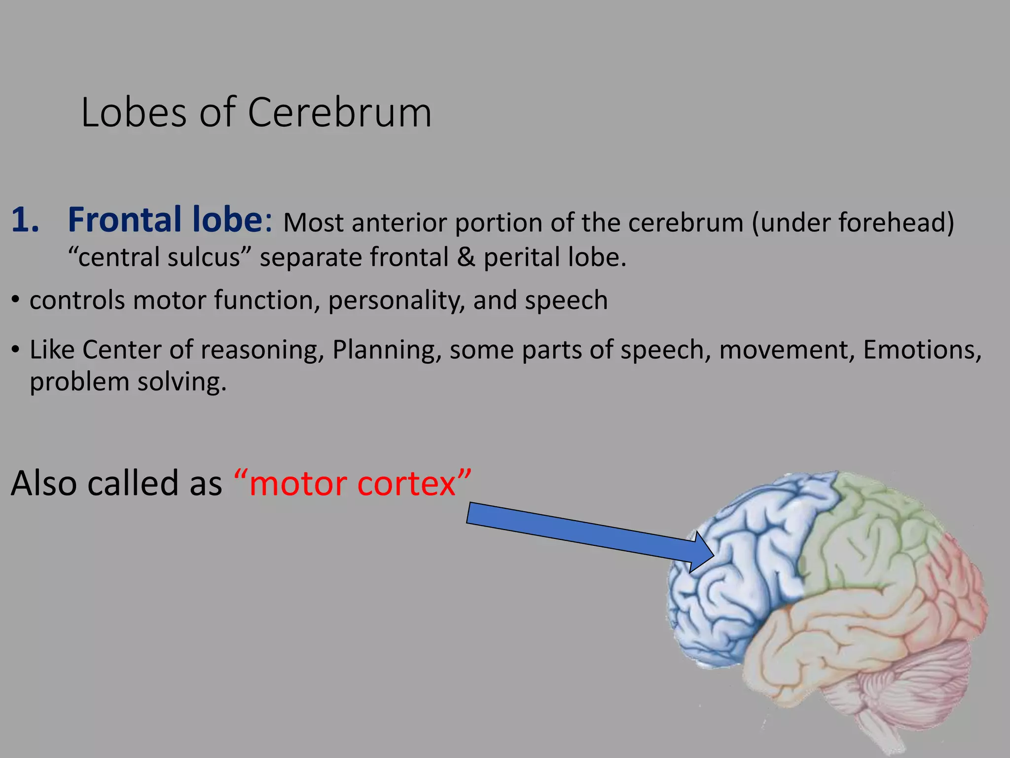 Anatomy and physiology of brain | PPTX