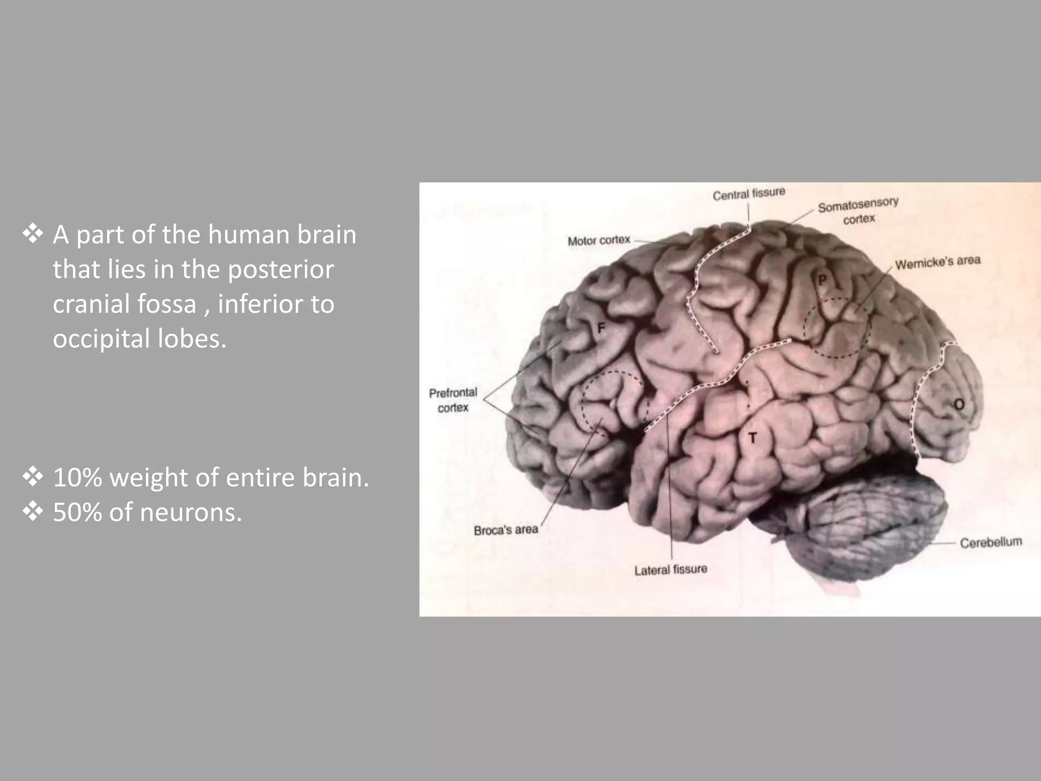 Anatomy and physiology of brain | PPTX