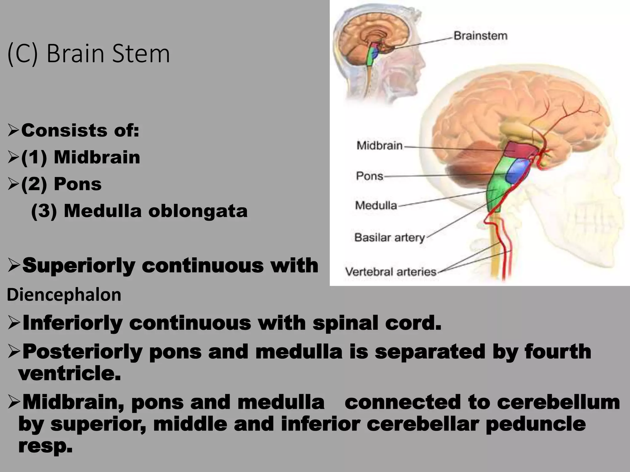 Anatomy and physiology of brain | PPTX