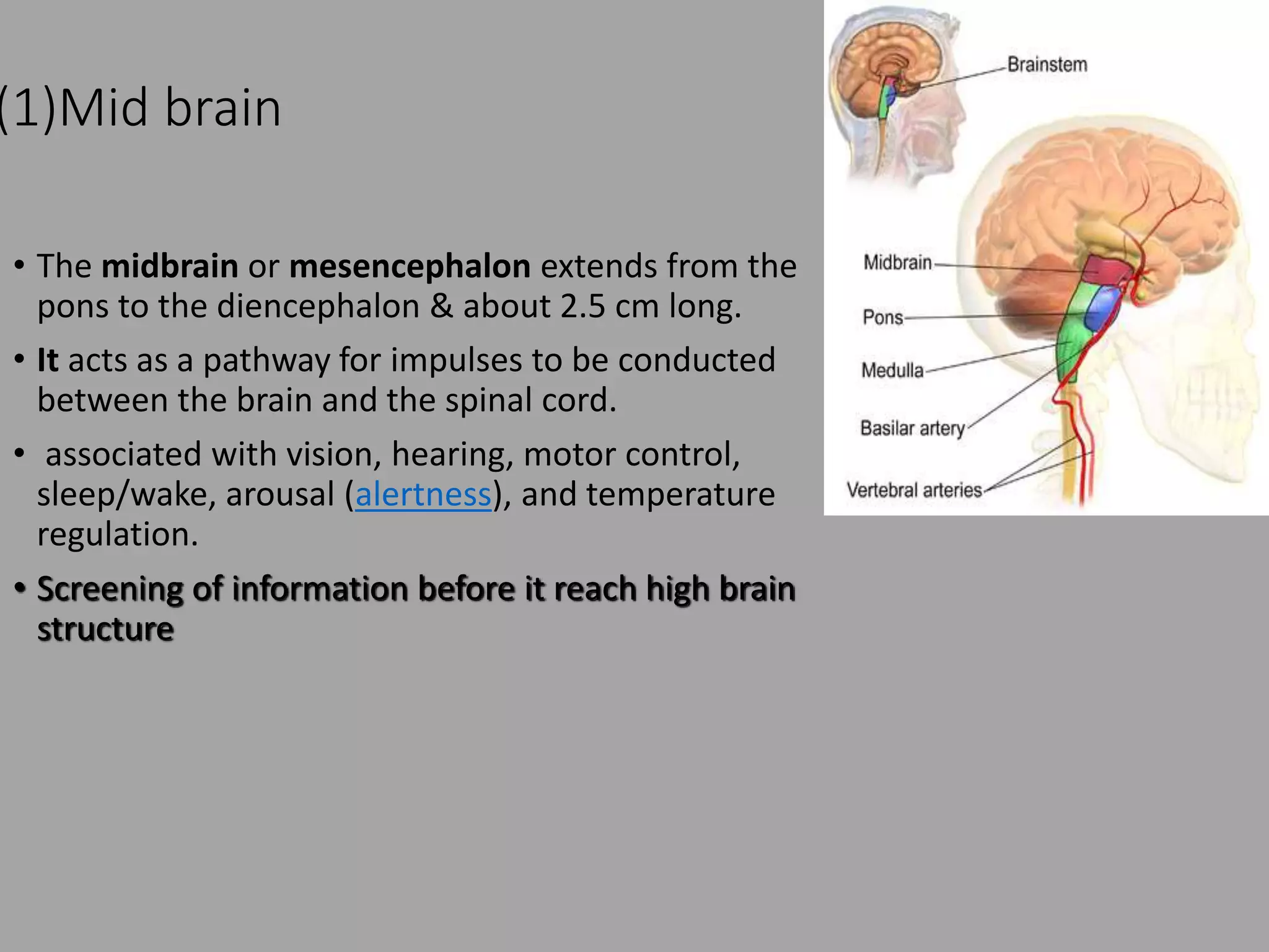 Anatomy and physiology of brain | PPTX
