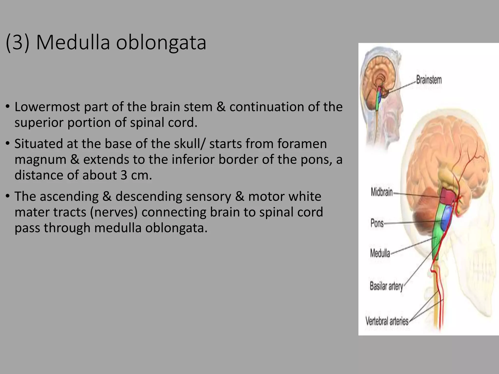 Anatomy and physiology of brain | PPTX