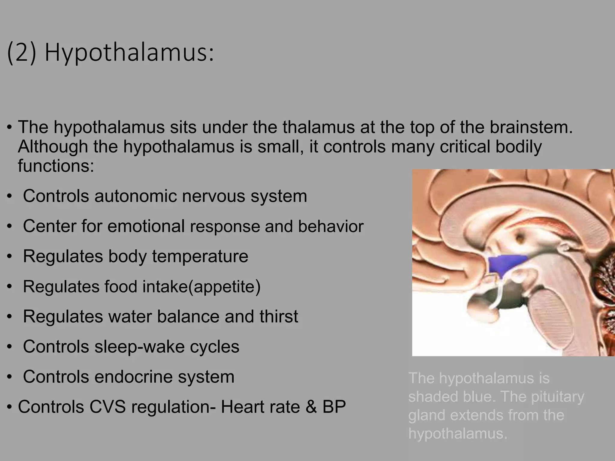 Anatomy and physiology of brain | PPTX