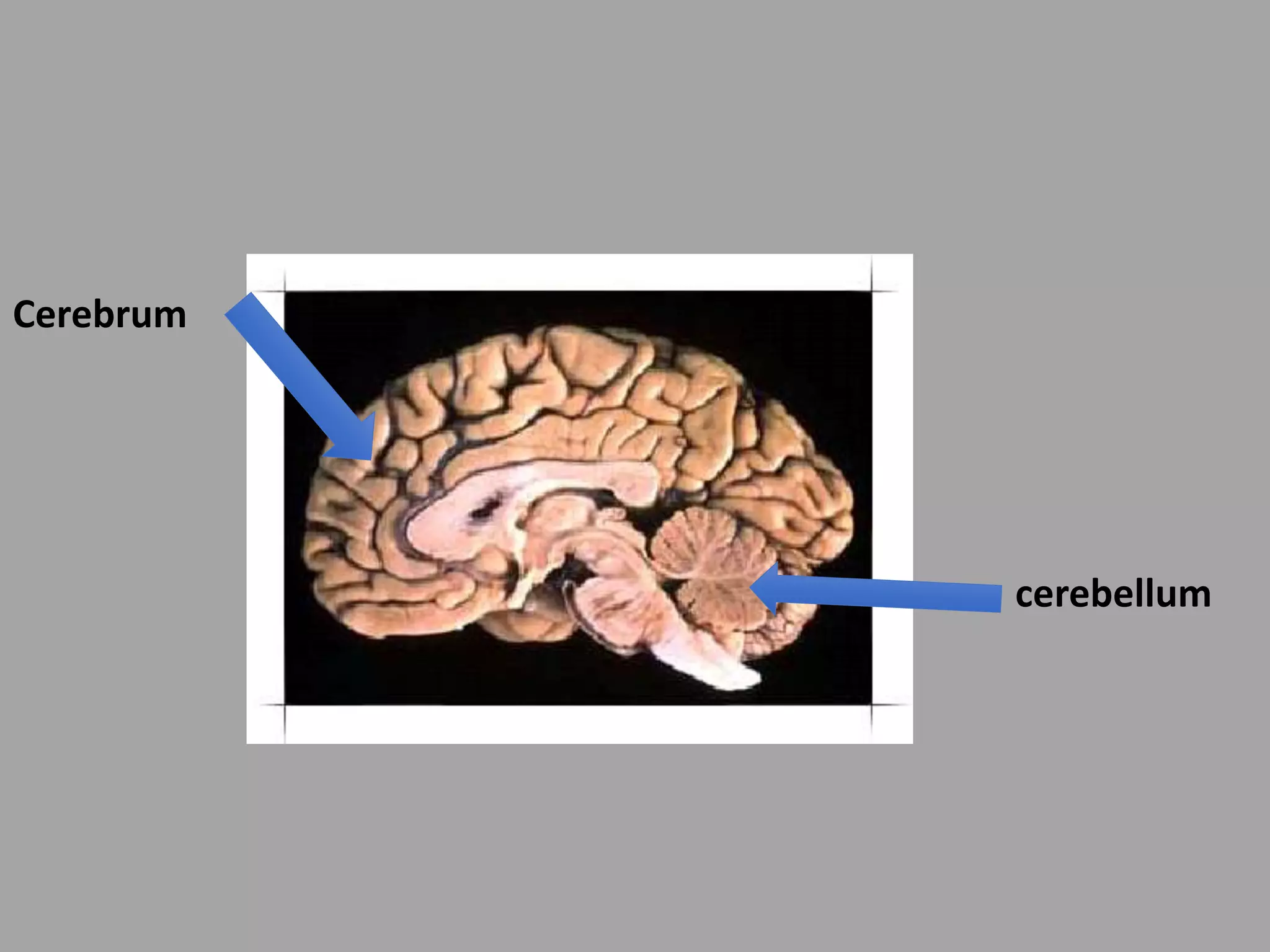 Anatomy and physiology of brain | PPTX
