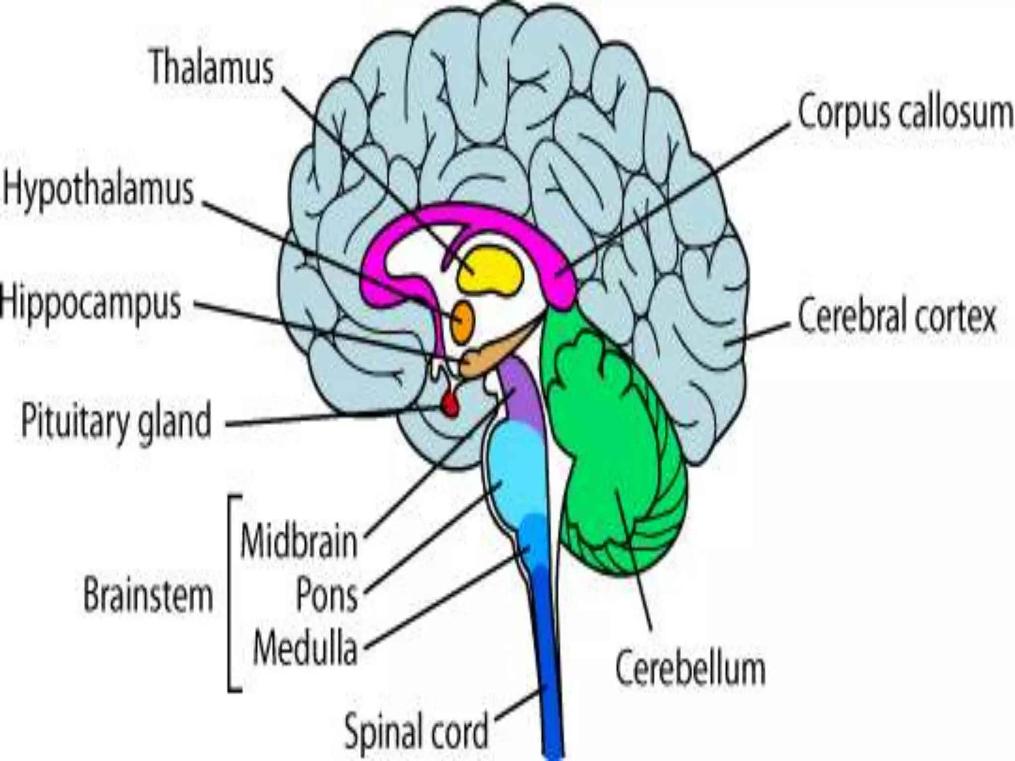 Anatomy and physiology of brain | PPTX