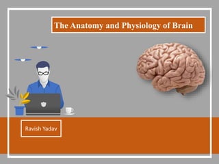 Anatomy and physiology of brain | PPTX