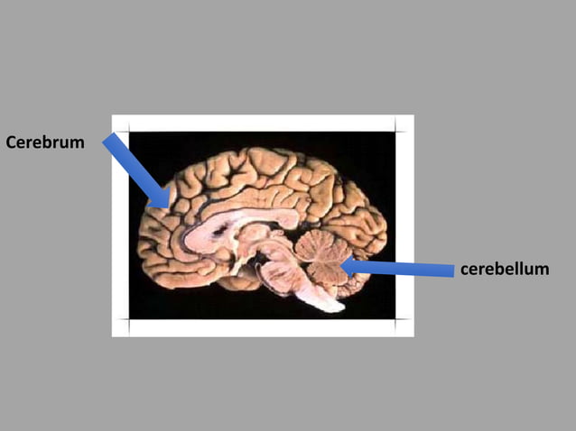Anatomy and physiology of brain | PPTX