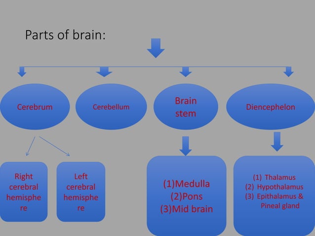 Anatomy and physiology of brain | PPTX