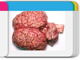 Living and Learning with the Brain in Mind | PPT