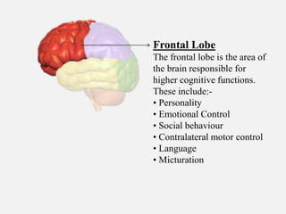 The Brain Anatomy by Dr Arman Hossain | PPTX