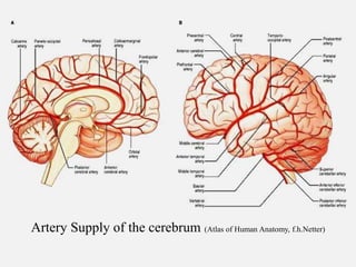 Brainstem Anatomy Netter