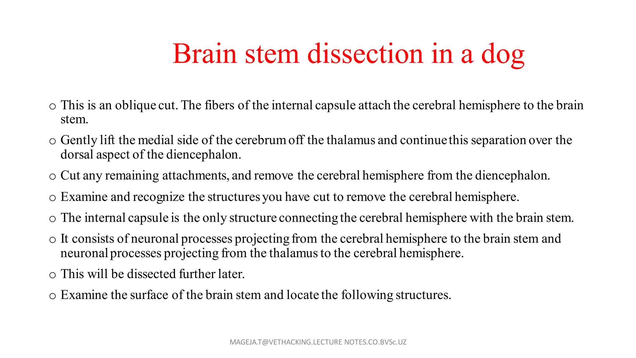 THE BRAIN ANATOMY in animals veterinary.pdf
