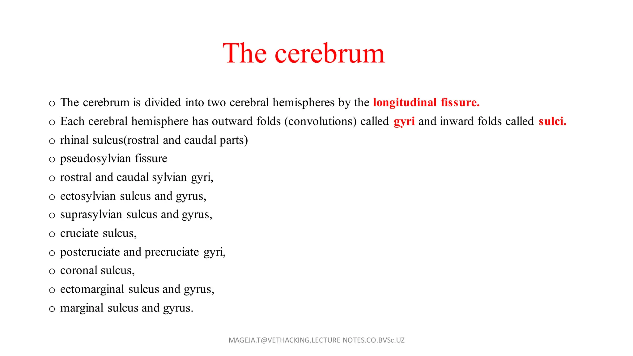 THE BRAIN ANATOMY in animals veterinary.pdf