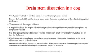 THE BRAIN ANATOMY in animals veterinary.pdf