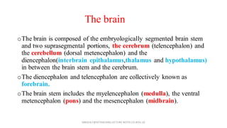 THE BRAIN ANATOMY in animals veterinary.pdf