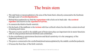 THE BRAIN ANATOMY in animals veterinary.pdf