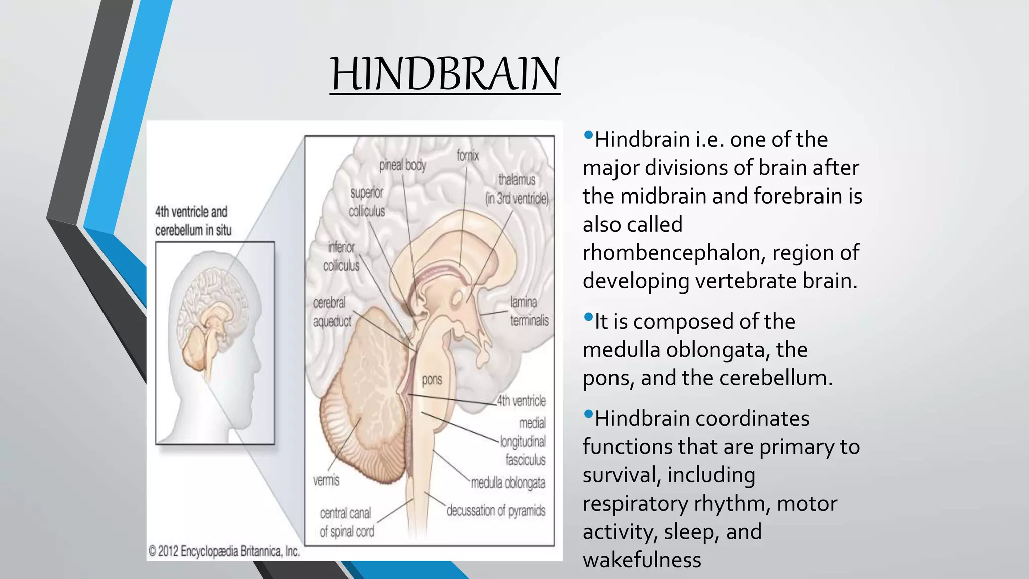 The brain and behaviour | PPTX