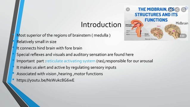 The brain and behaviour | PPTX