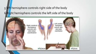 The brain and behaviour | PPTX