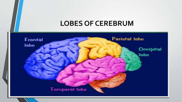 The brain and behaviour | PPTX
