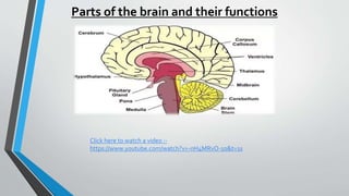 The brain and behaviour | PPTX