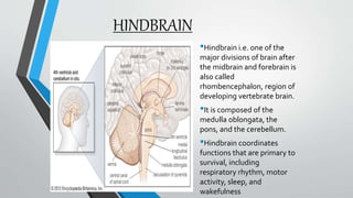 The brain and behaviour | PPTX