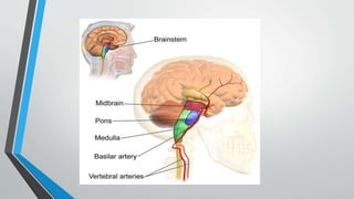 The brain and behaviour | PPTX