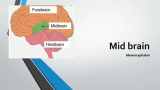 The brain and behaviour | PPTX