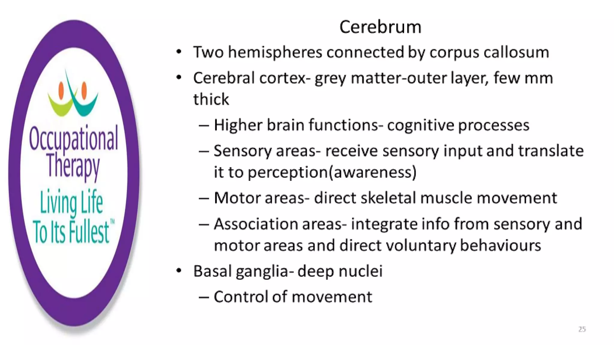 Occupational Therapy The Brain & Cognitive Function | PPT