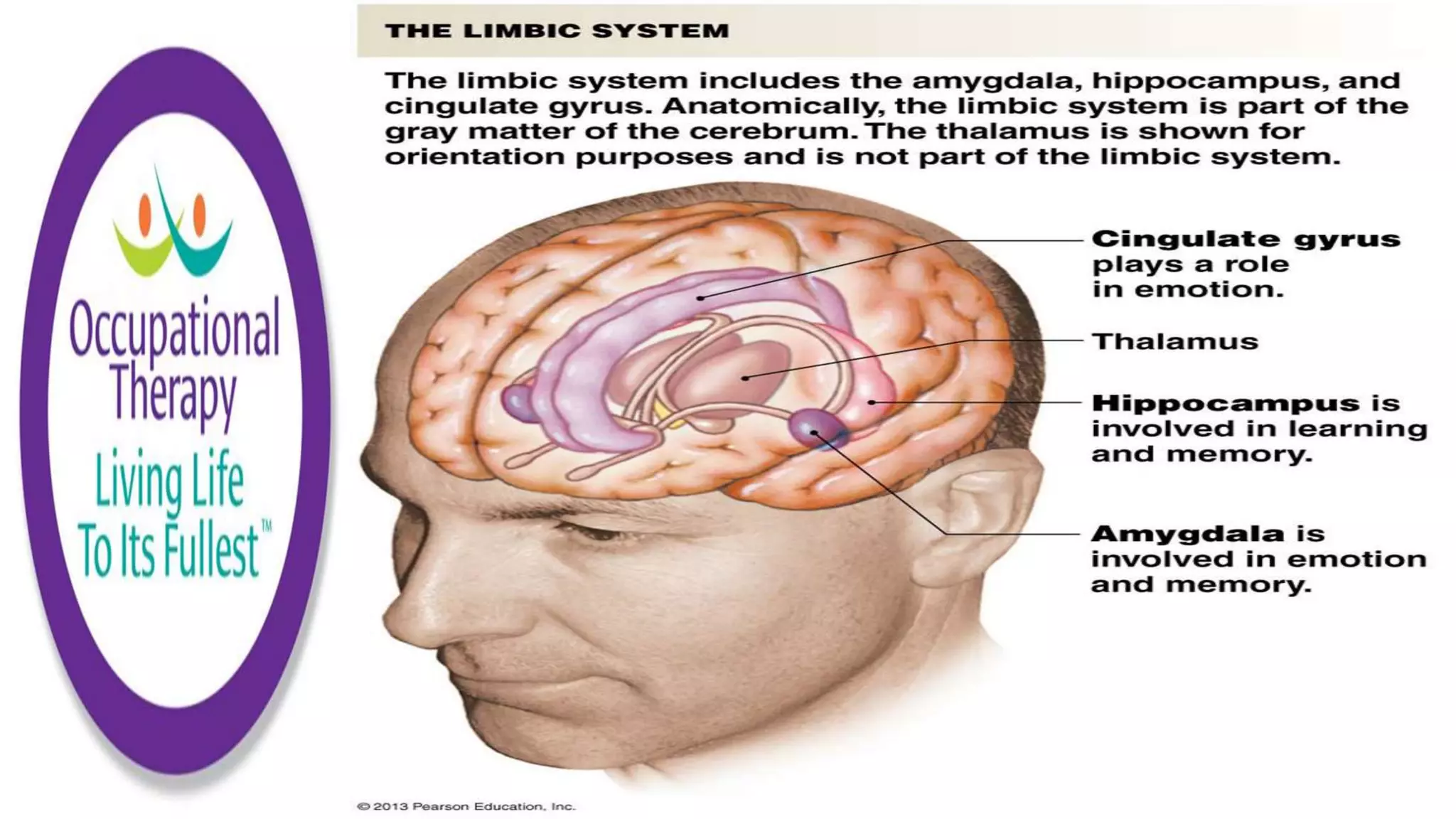 Occupational Therapy The Brain & Cognitive Function | PPT