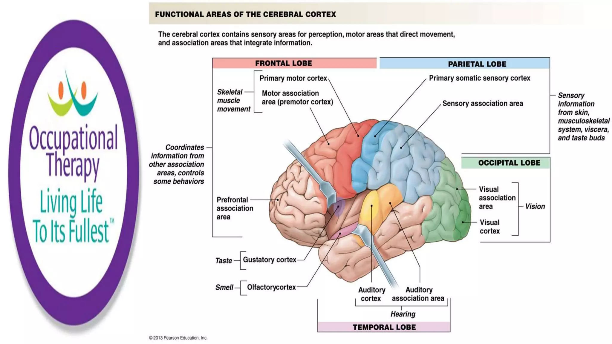 Occupational Therapy The Brain & Cognitive Function | PPT