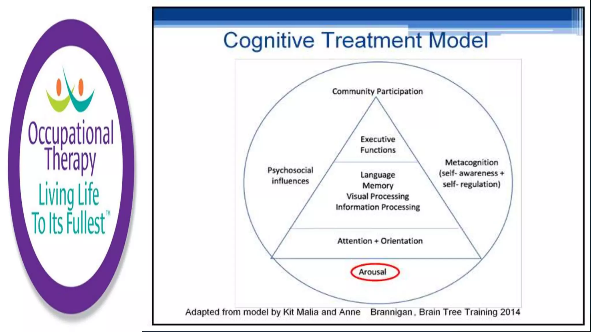 Occupational Therapy The Brain & Cognitive Function | PPT