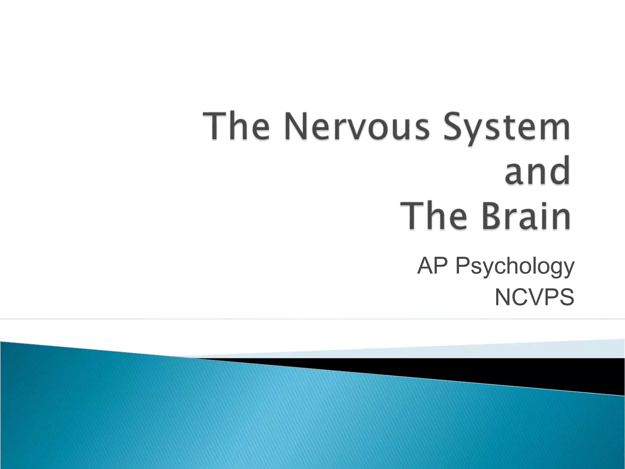 The brain and nervous system(1) | PPT | Brain and Nervous System ...