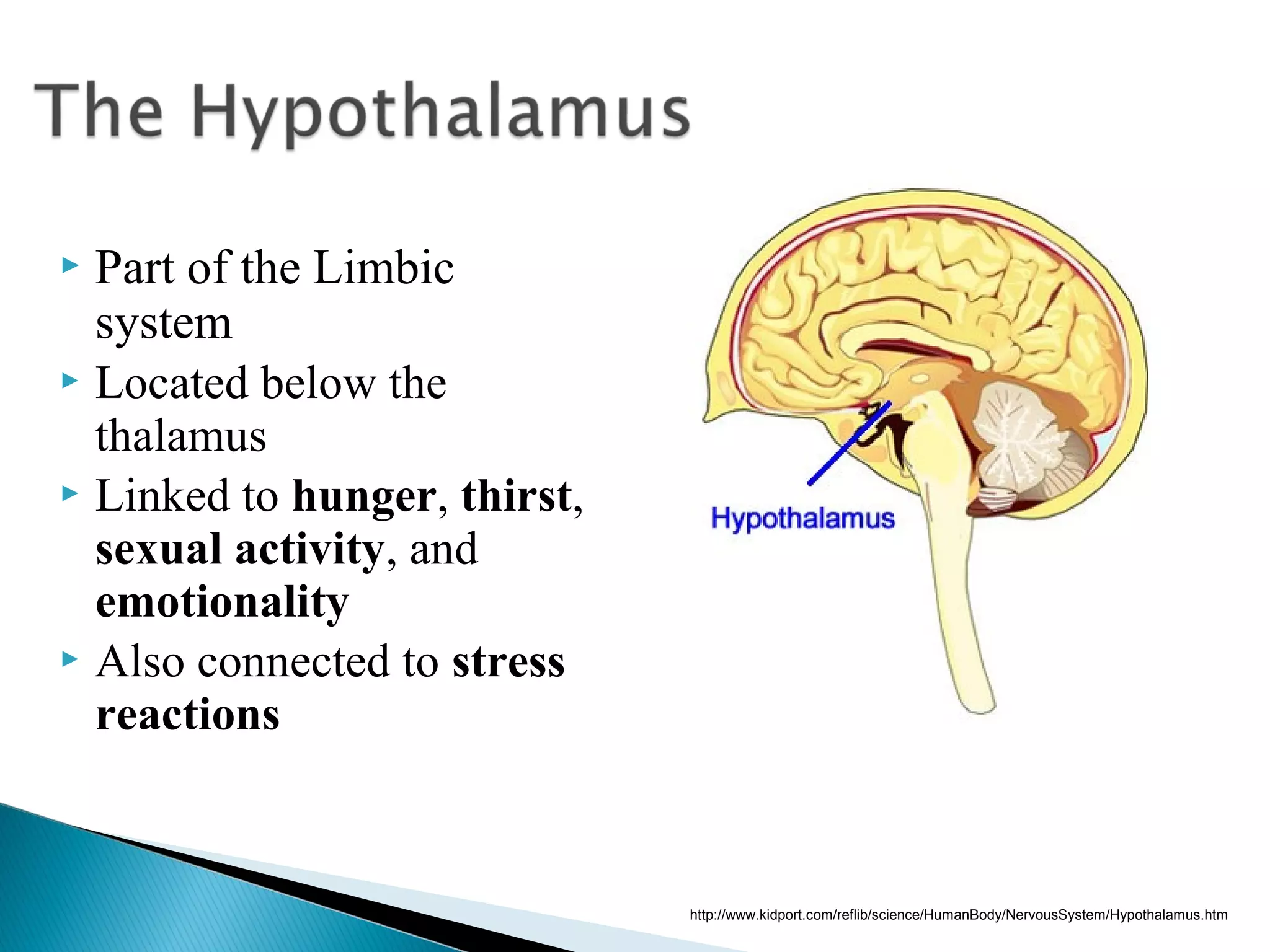 The brain and nervous system(1) | PPT