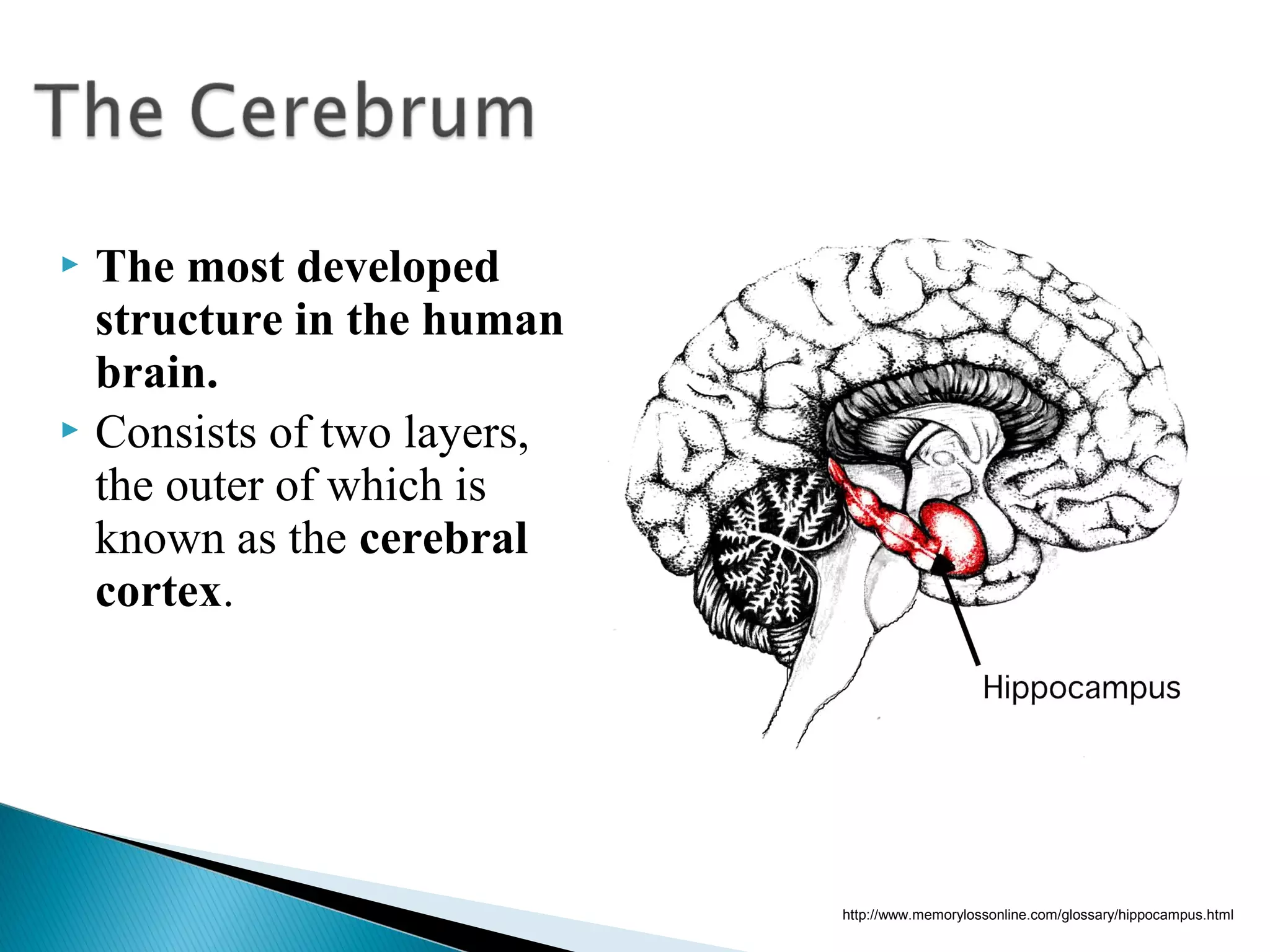 The brain and nervous system(1) | PPT