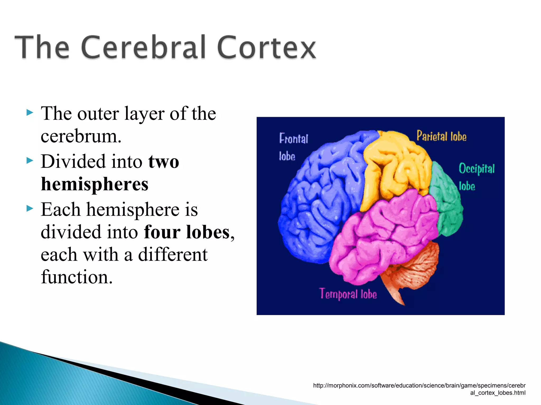 The brain and nervous system(1) | PPT