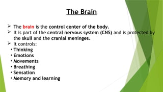 The brain is the control center of the body. It is part of the central ...