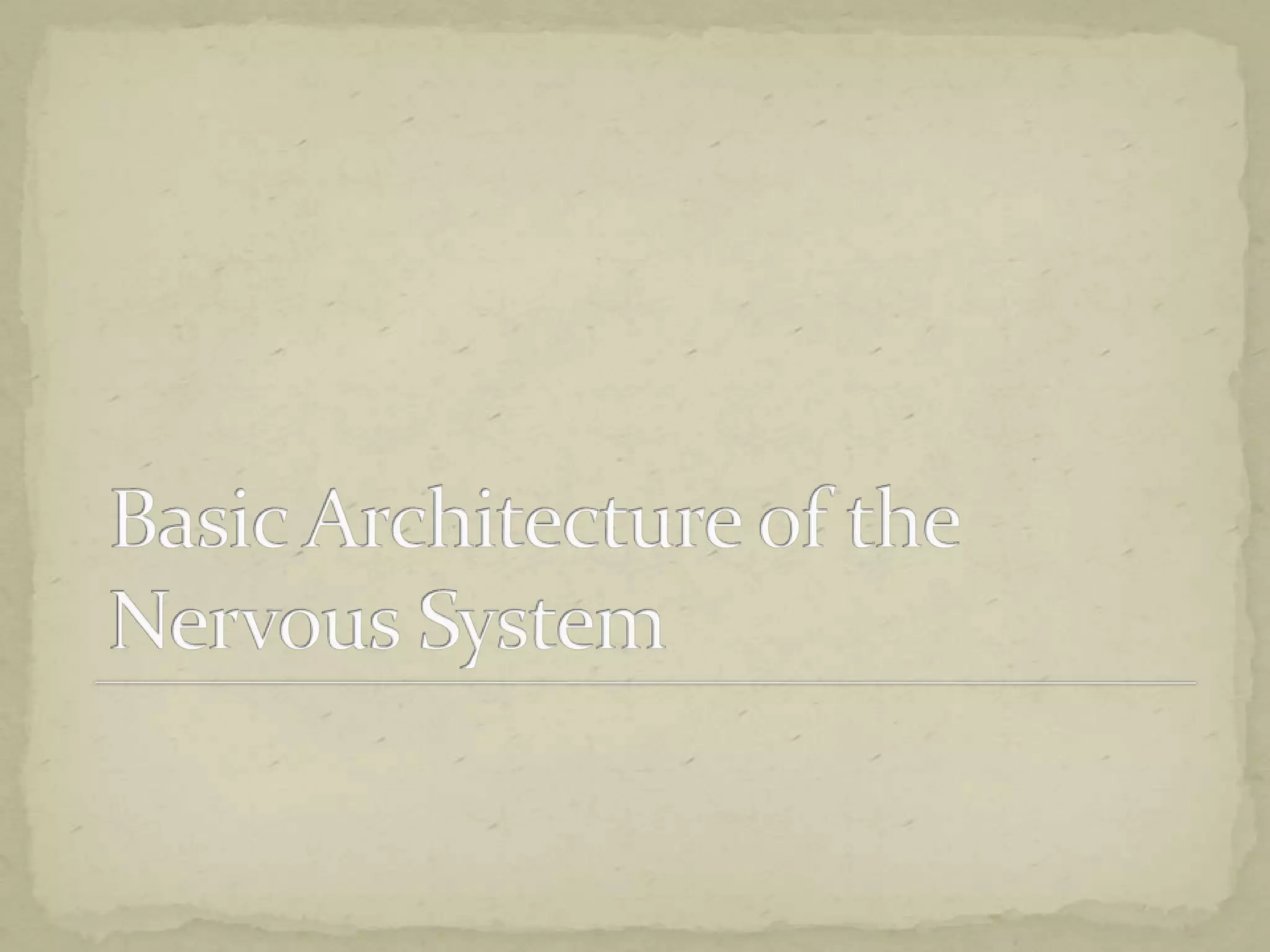 The Brain & the Nervous System | PPTX