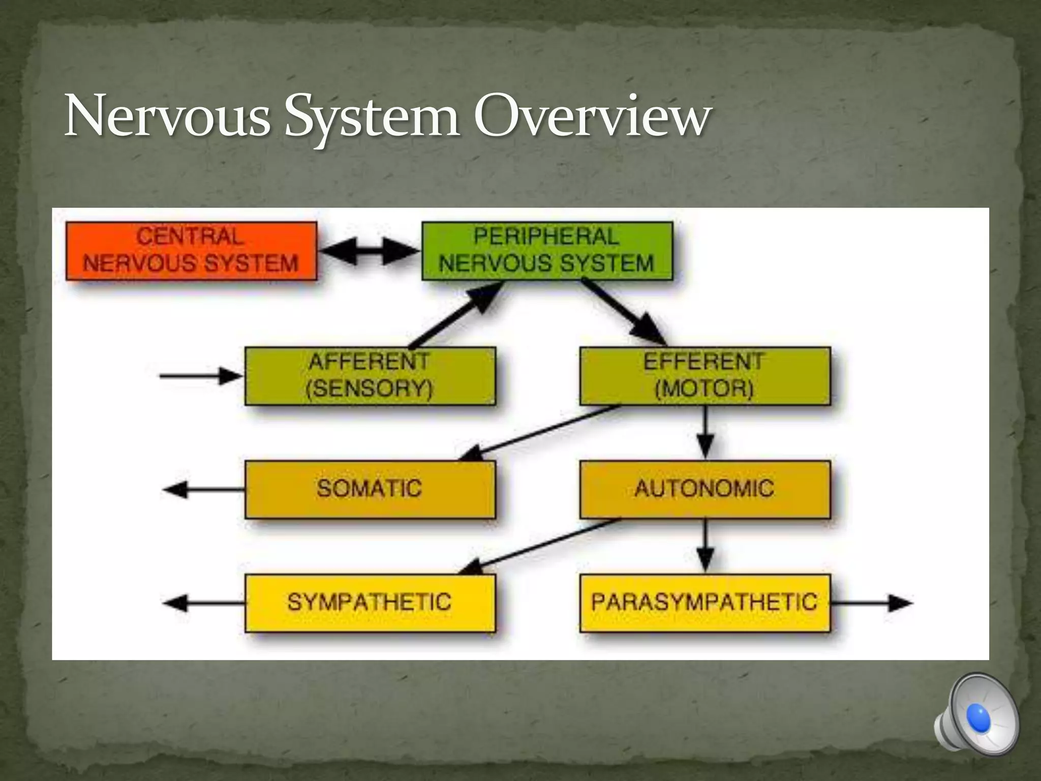 The Brain & the Nervous System | PPTX