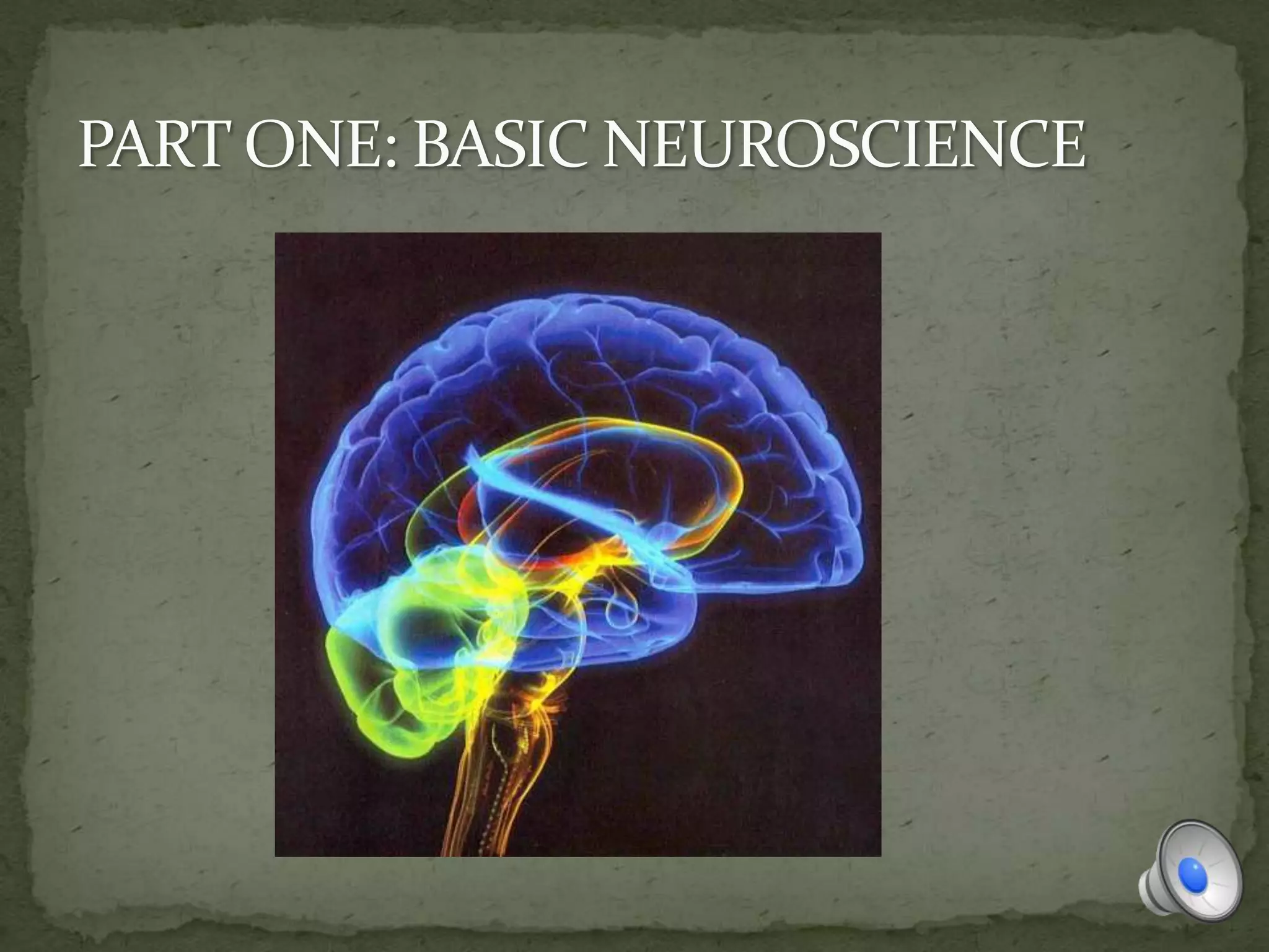 The Brain & the Nervous System | PPTX