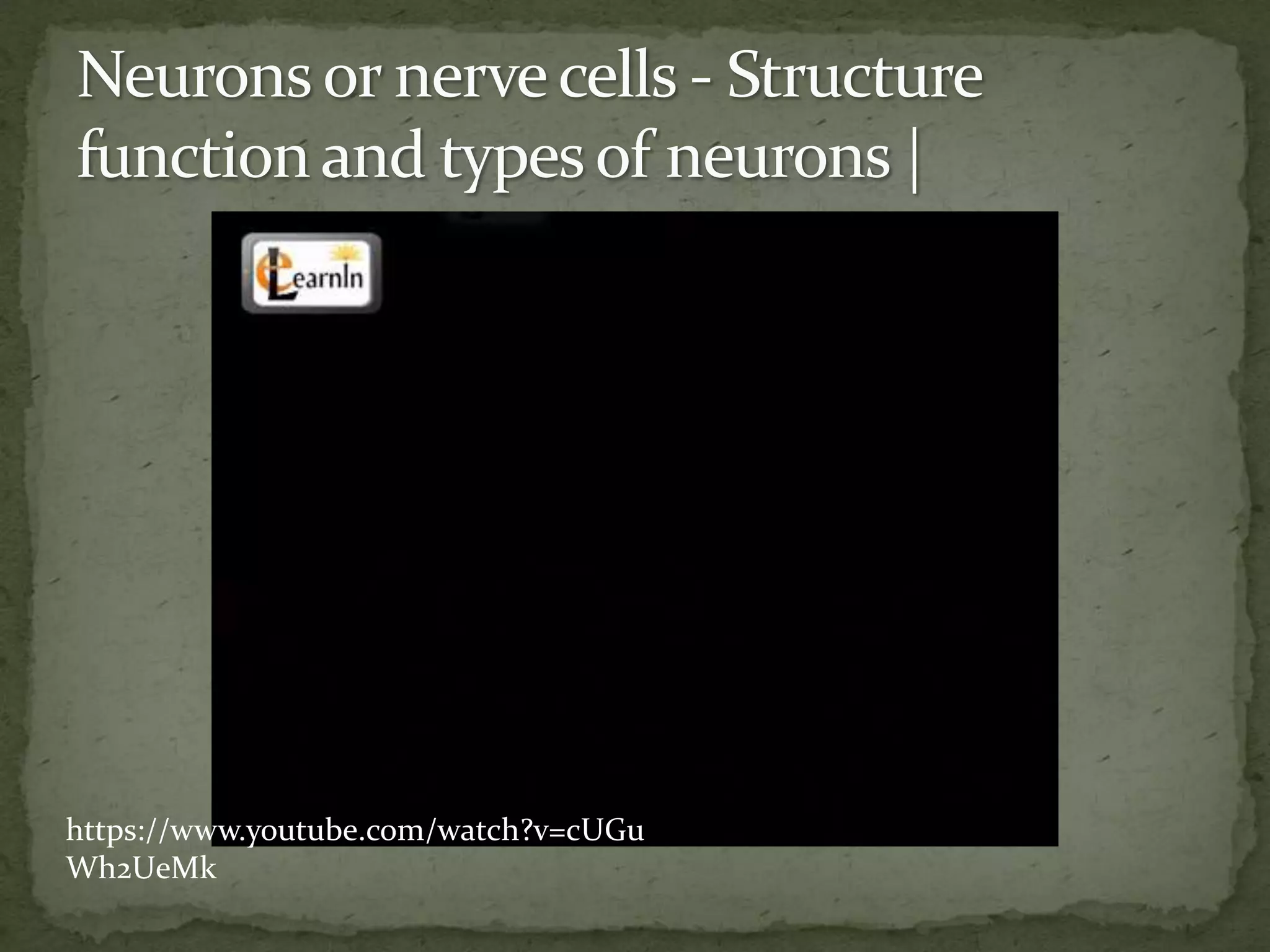 The Brain & the Nervous System | PPTX