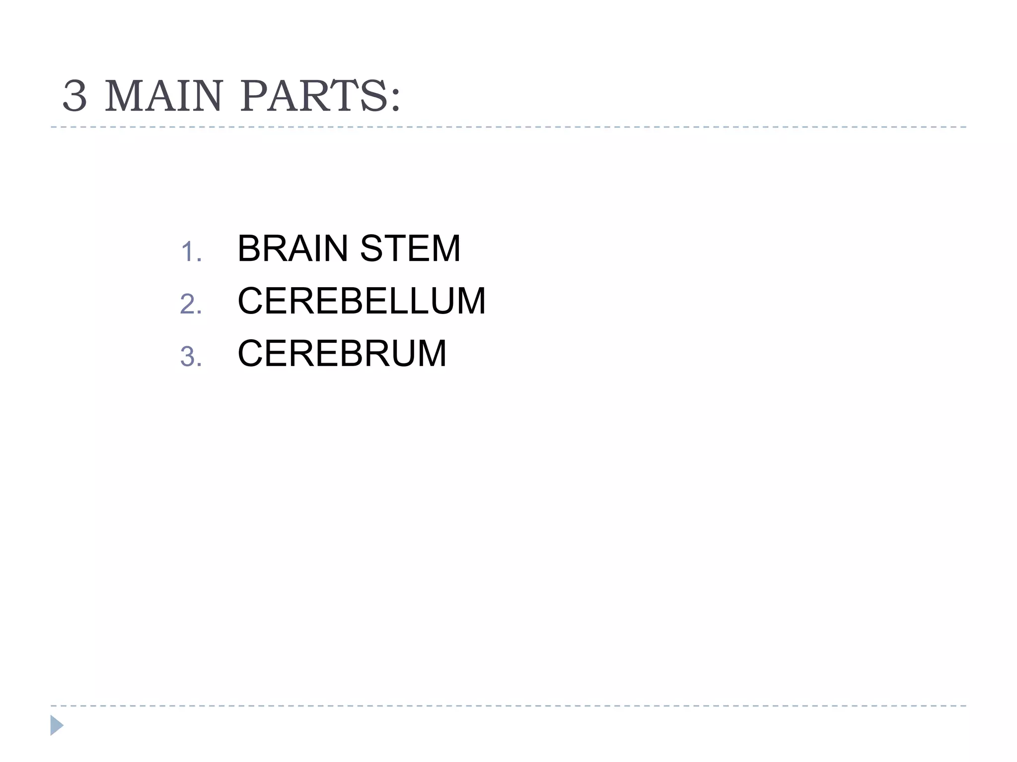 The brain and the spinal cord | PPTX