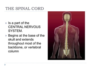 The brain and the spinal cord | PPT