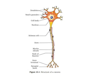 The brain computing | PPTX | Science