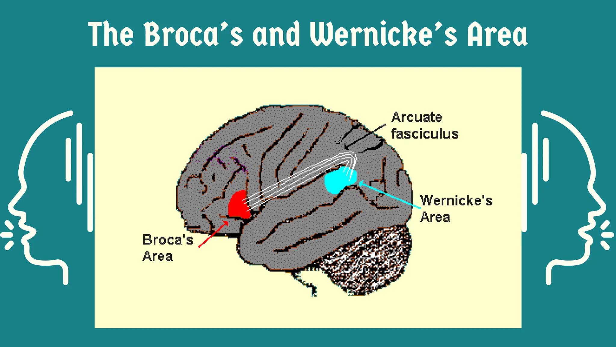 THE BRAIN DAMAGE AND LANGUAGE physiology | PPT