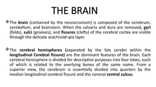 gross anatomy of The Brain (Dr Anani) ANA 311.pptx