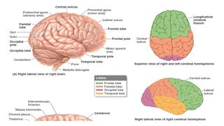 gross anatomy of The Brain (Dr Anani) ANA 311.pptx
